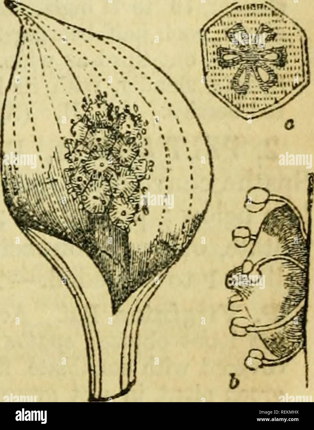 . Class-book of botany: being outlines of the structure, physiology and ...
