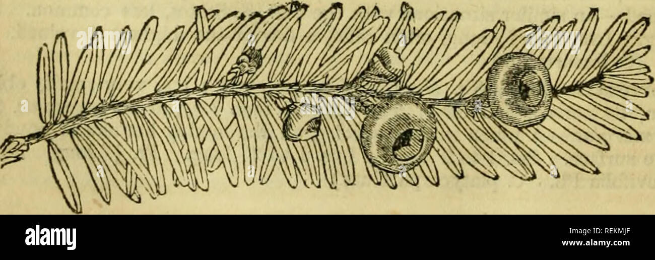 . Class-book of botany: being outlines of the structure, physiology and ...