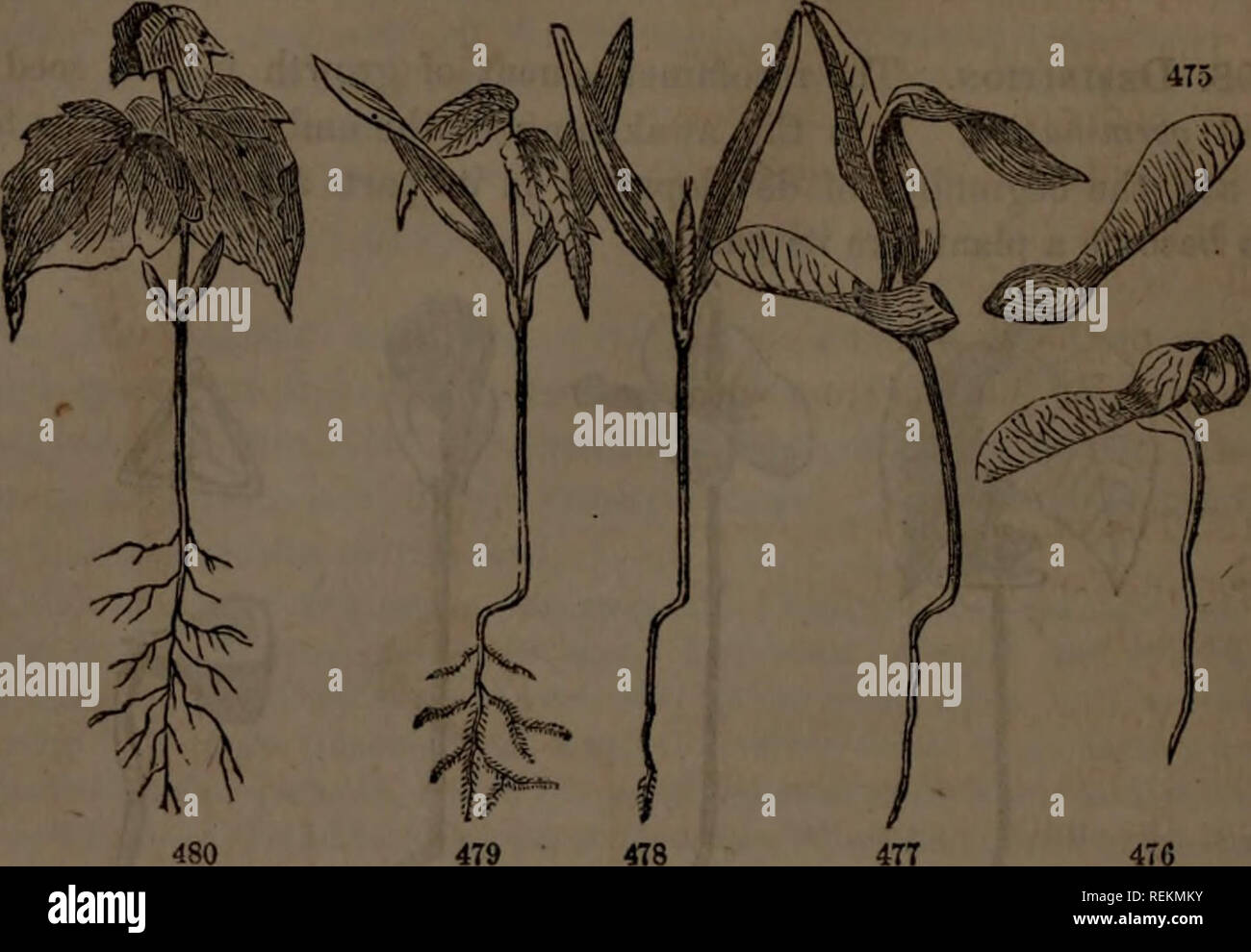 . Class-book of botany : being outlines of the structure, physiology ...