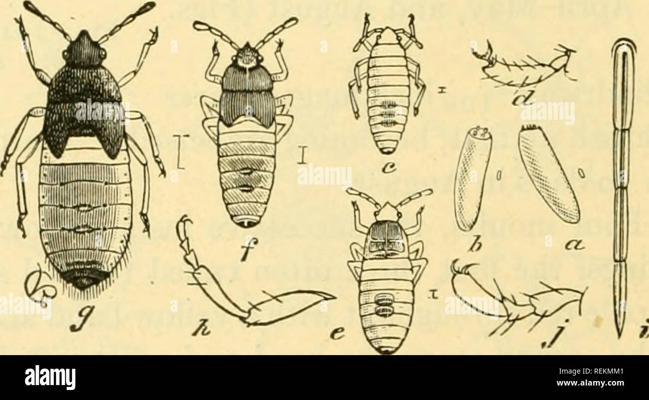 . Class book of economic entomology, with special reference to the ...