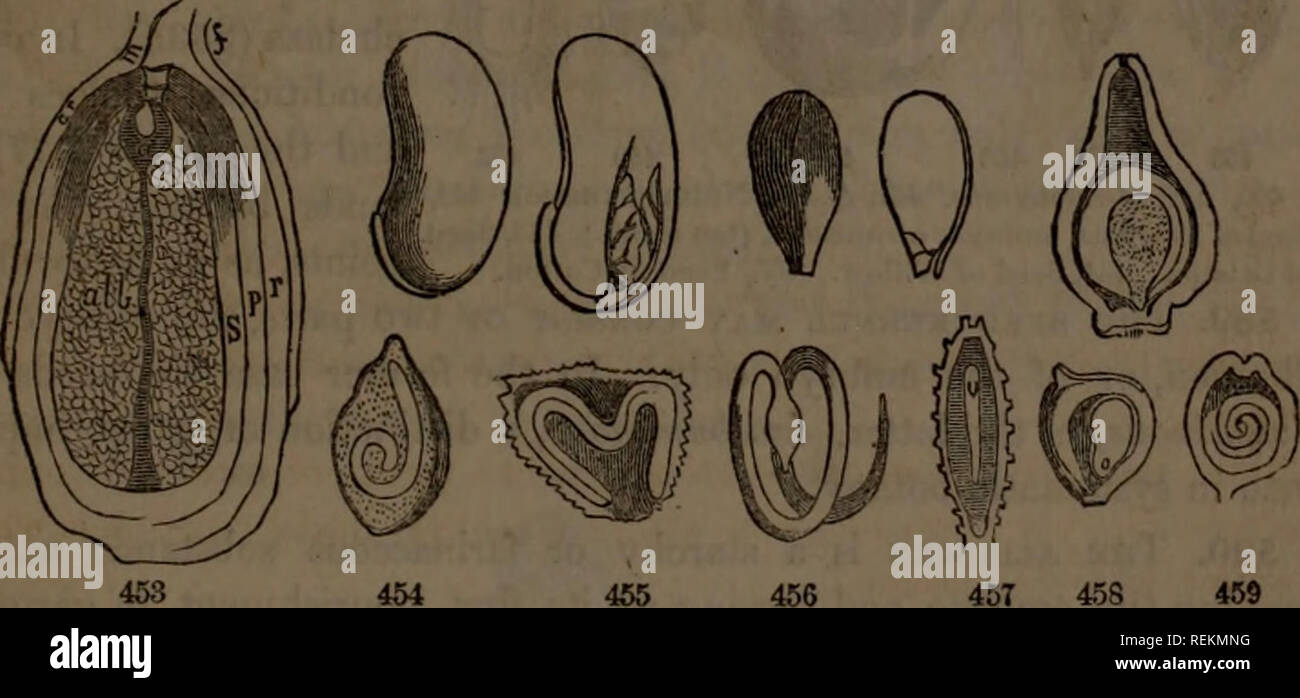 . Class-book of botany : being outlines of the structure, physiology ...