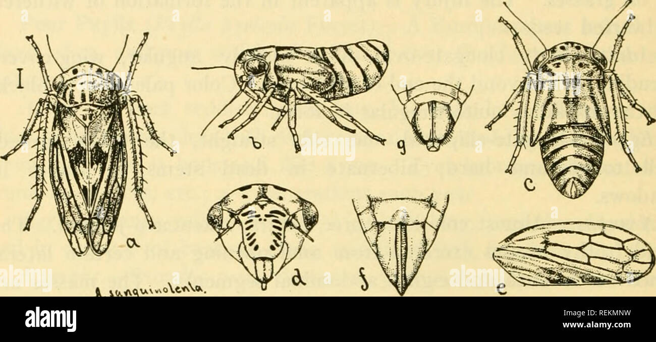 . Class book of economic entomology, with special reference to the ...