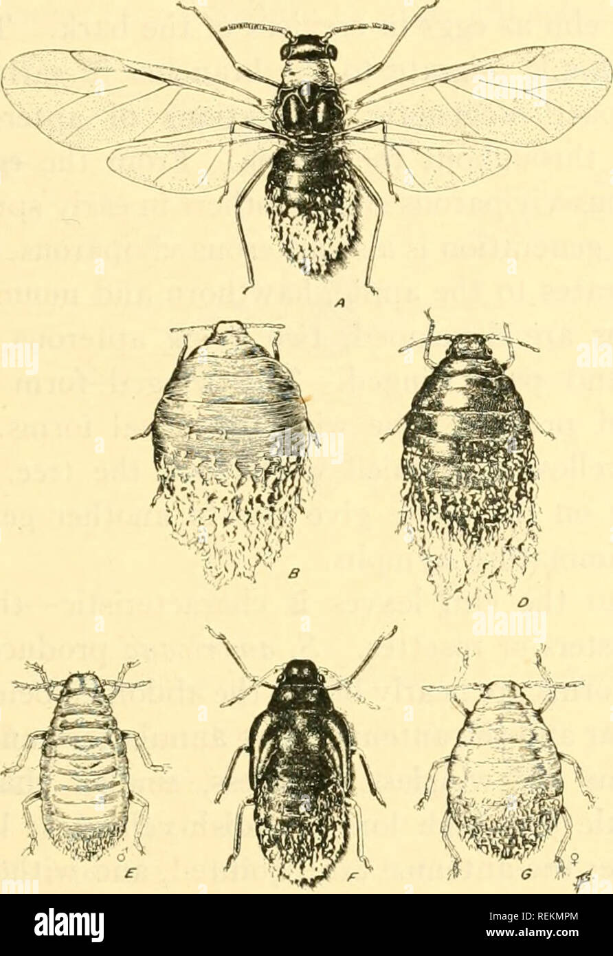 . Class book of economic entomology, with special reference to the ...