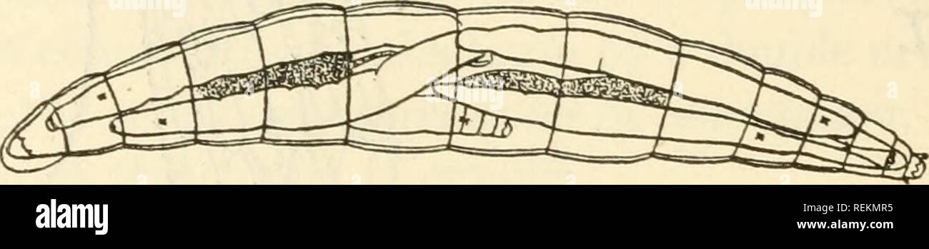 Asexual insects hi-res stock photography and images - Alamy