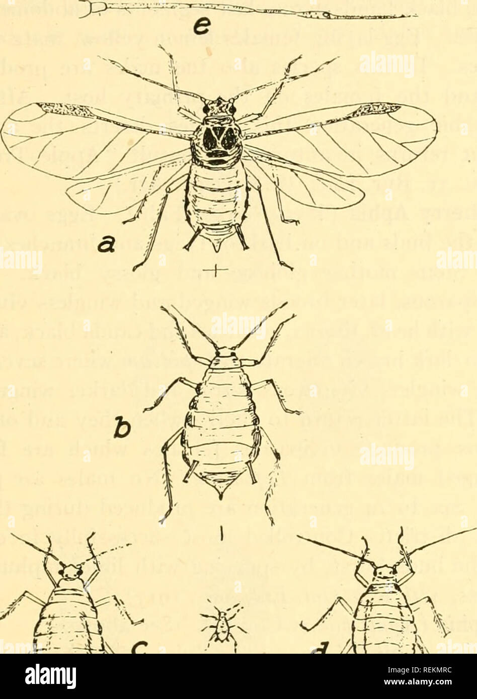 Cornicles High Resolution Stock Photography and Images - Alamy
