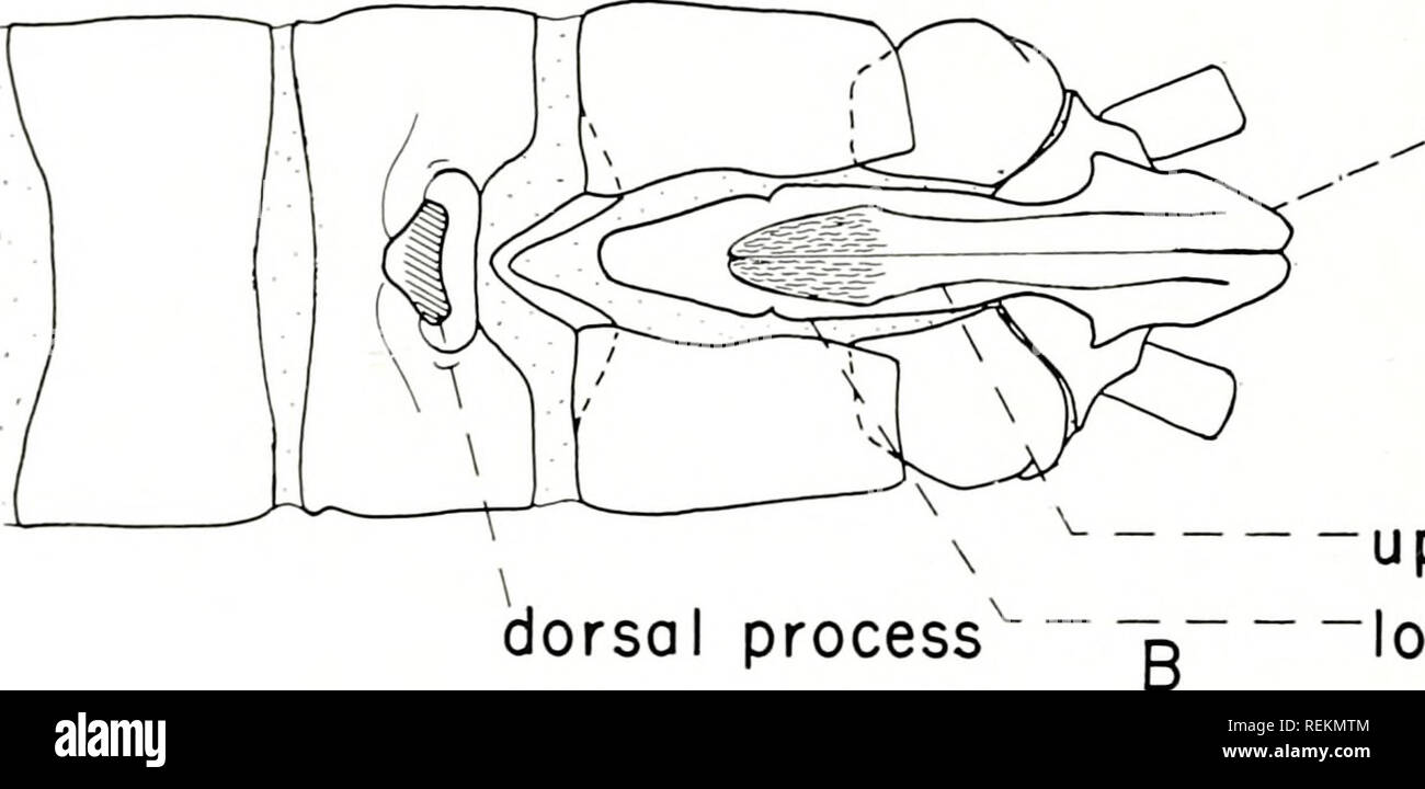 . The classification, evolution, and dispersal of the winter stonefly ...