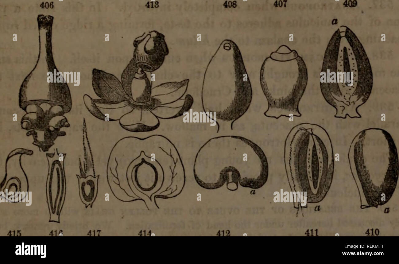 Orthotropous hi-res stock photography and images - Alamy