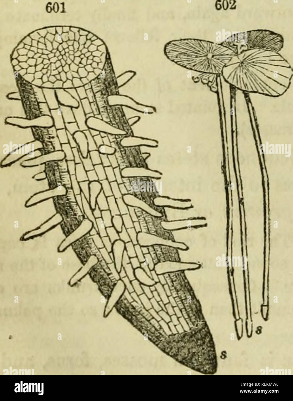 . Class-book of botany: being outlines of the structure, physiology and ...