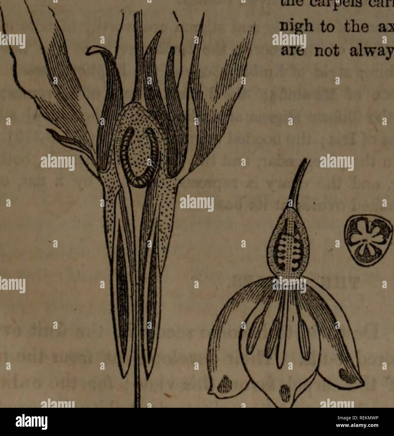 Lily Ovary Cross Section Labeled