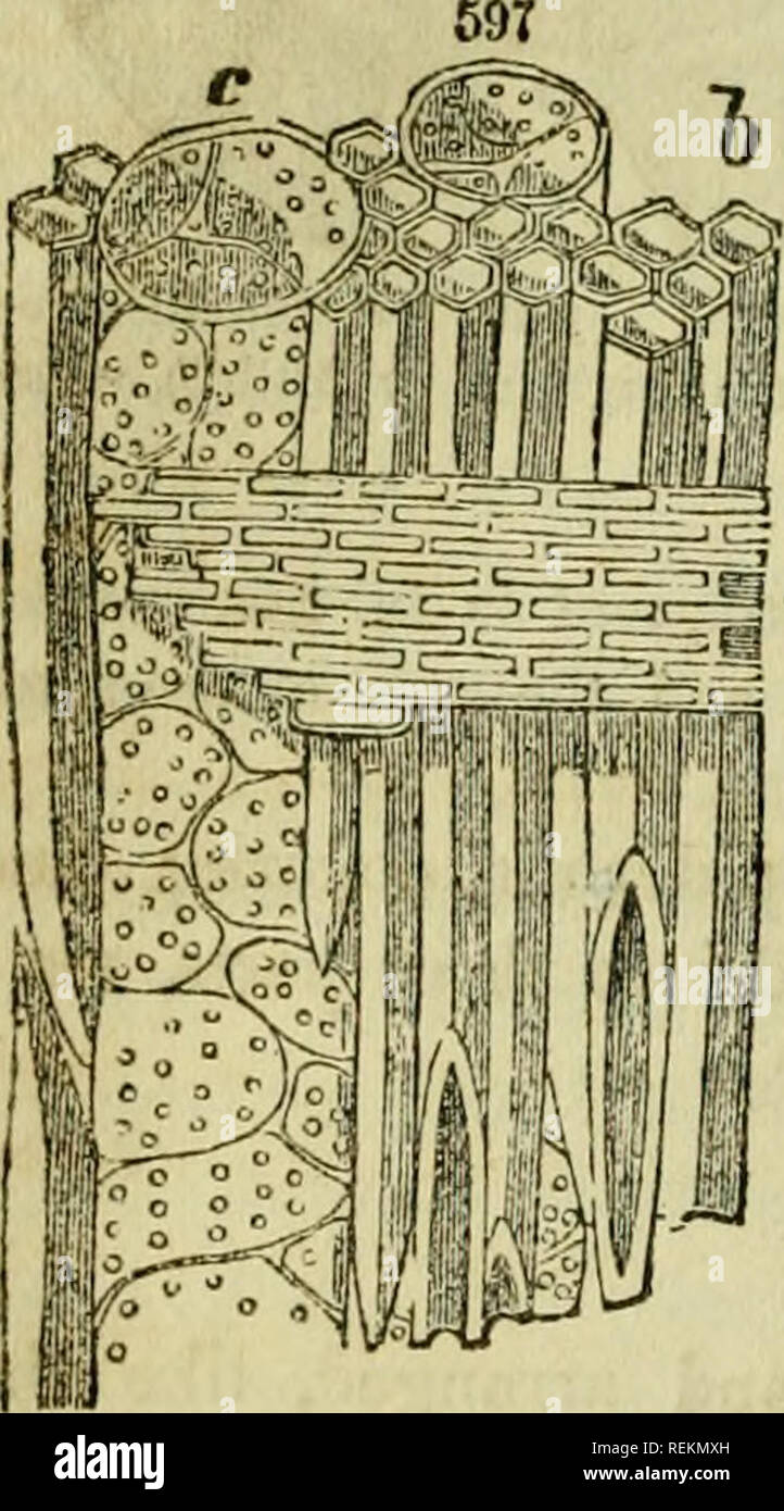 . Class-book of botany: being outlines of the structure, physiology and ...