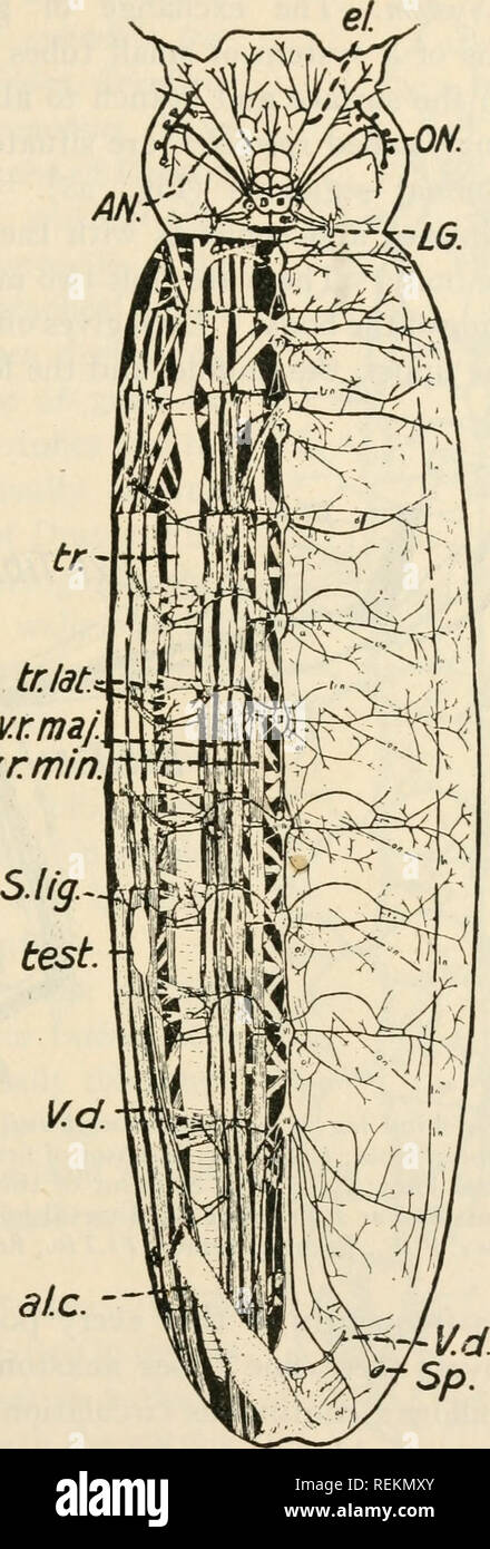 Lat cl hi-res stock photography and images - Alamy