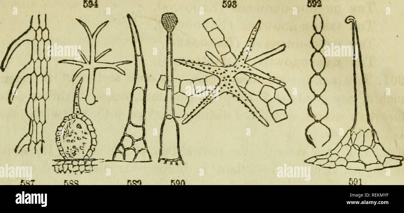. Class-book of botany: being outlines of the structure, physiology and ...