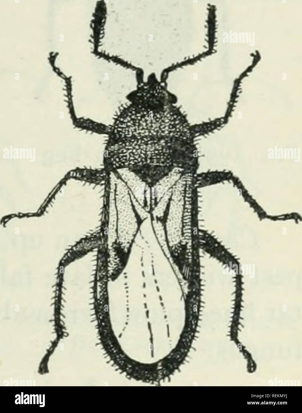 Two spring nymphs hi-res stock photography and images - Alamy