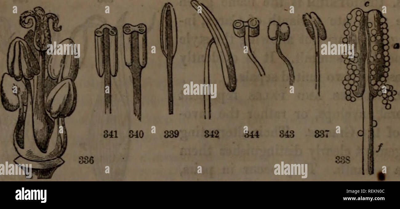 Versatile anther hi-res stock photography and images - Alamy