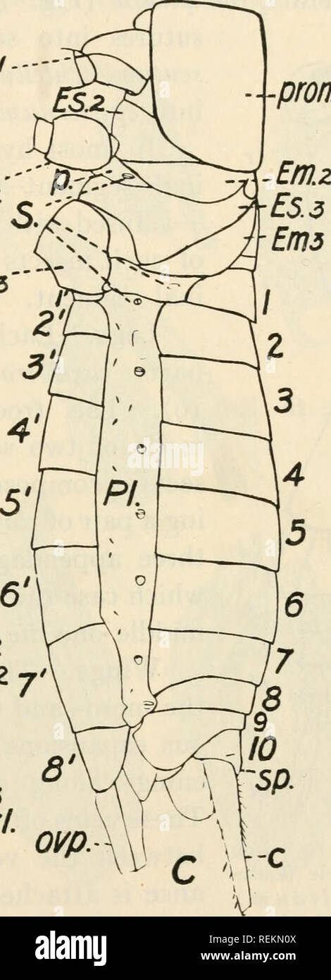 . Class book of economic entomology. Insects, Injurious and beneficial ...