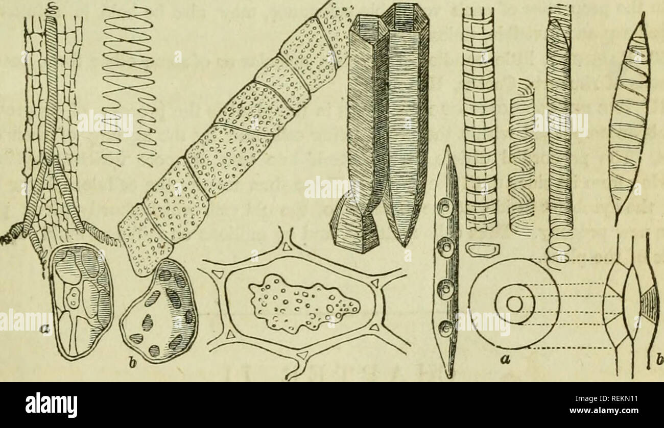 . Class-book of botany: being outlines of the structure, physiology and ...