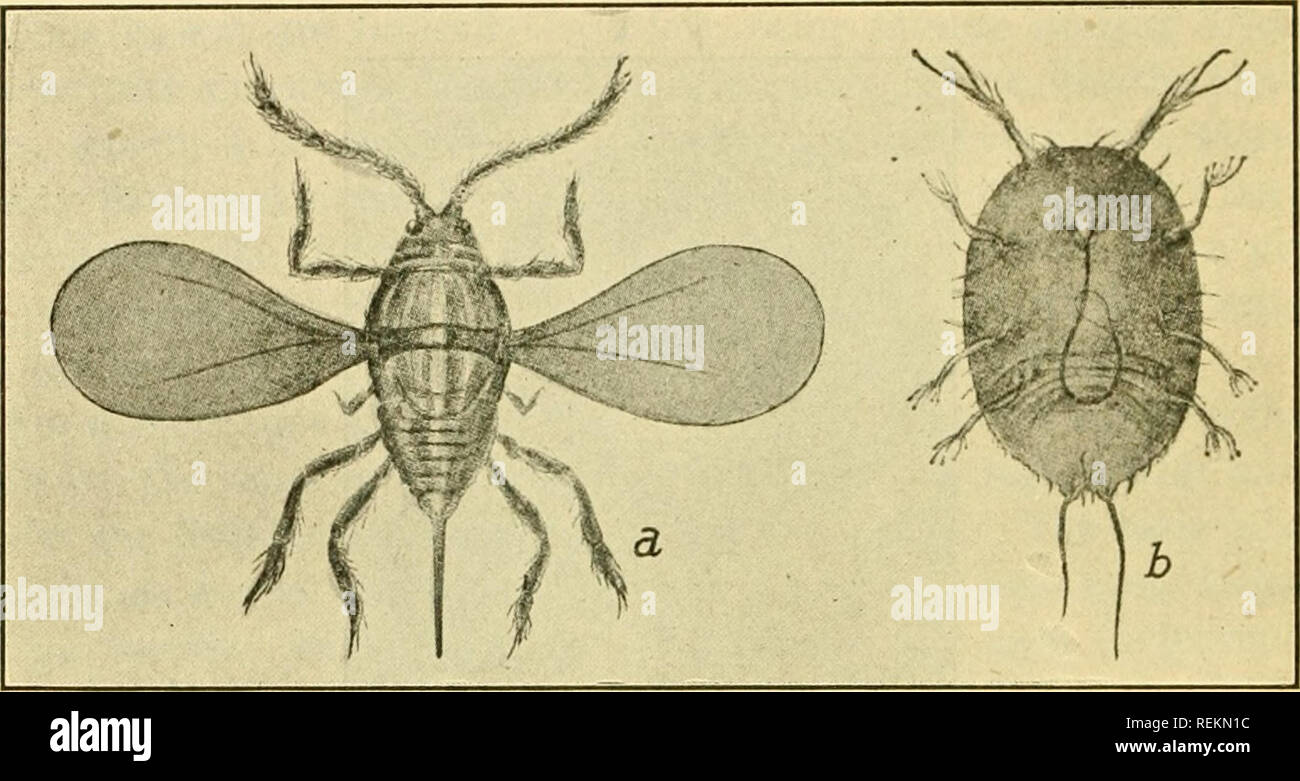 Aspidiotus High Resolution Stock Photography and Images - Alamy