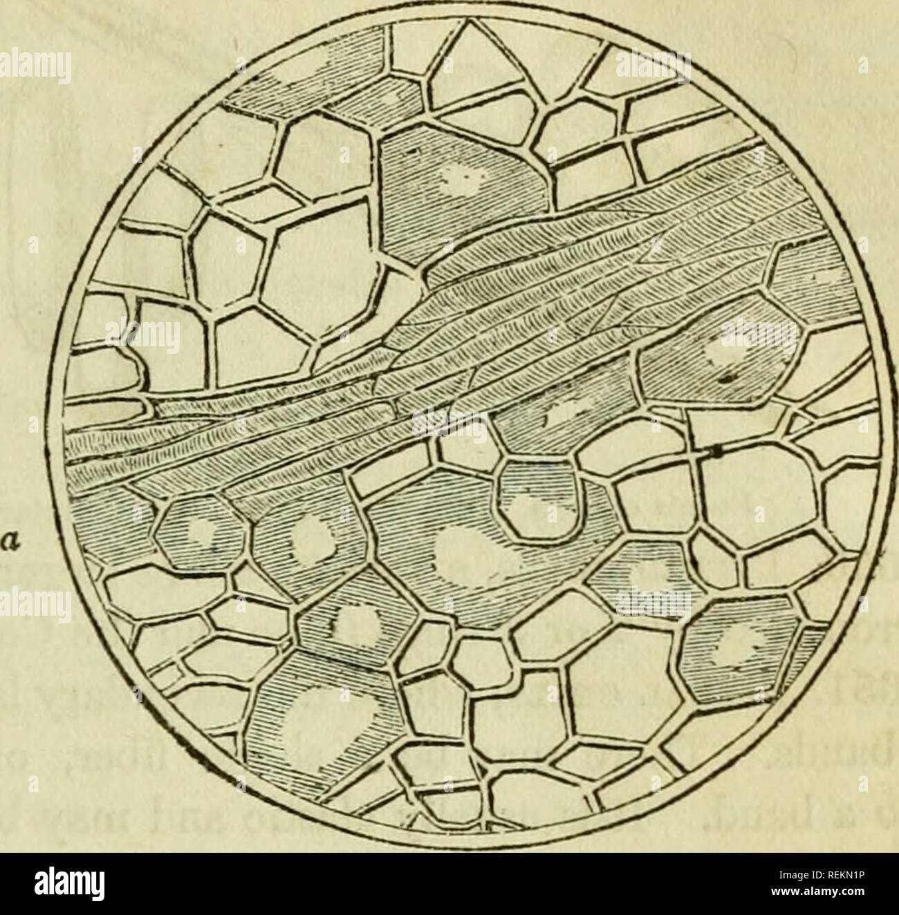 . Class-book of botany: being outlines of the structure, physiology and ...