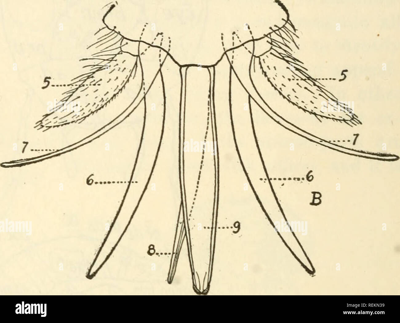 . Class book of economic entomology. Insects, Injurious and beneficial ...