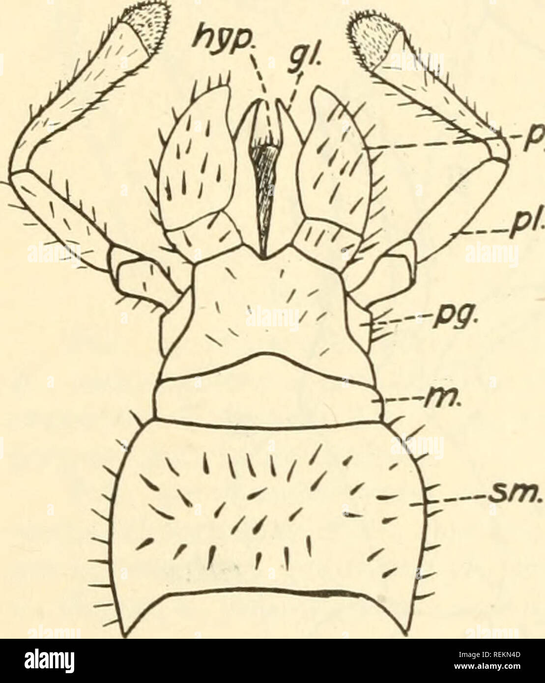 Hypopharynx Insect