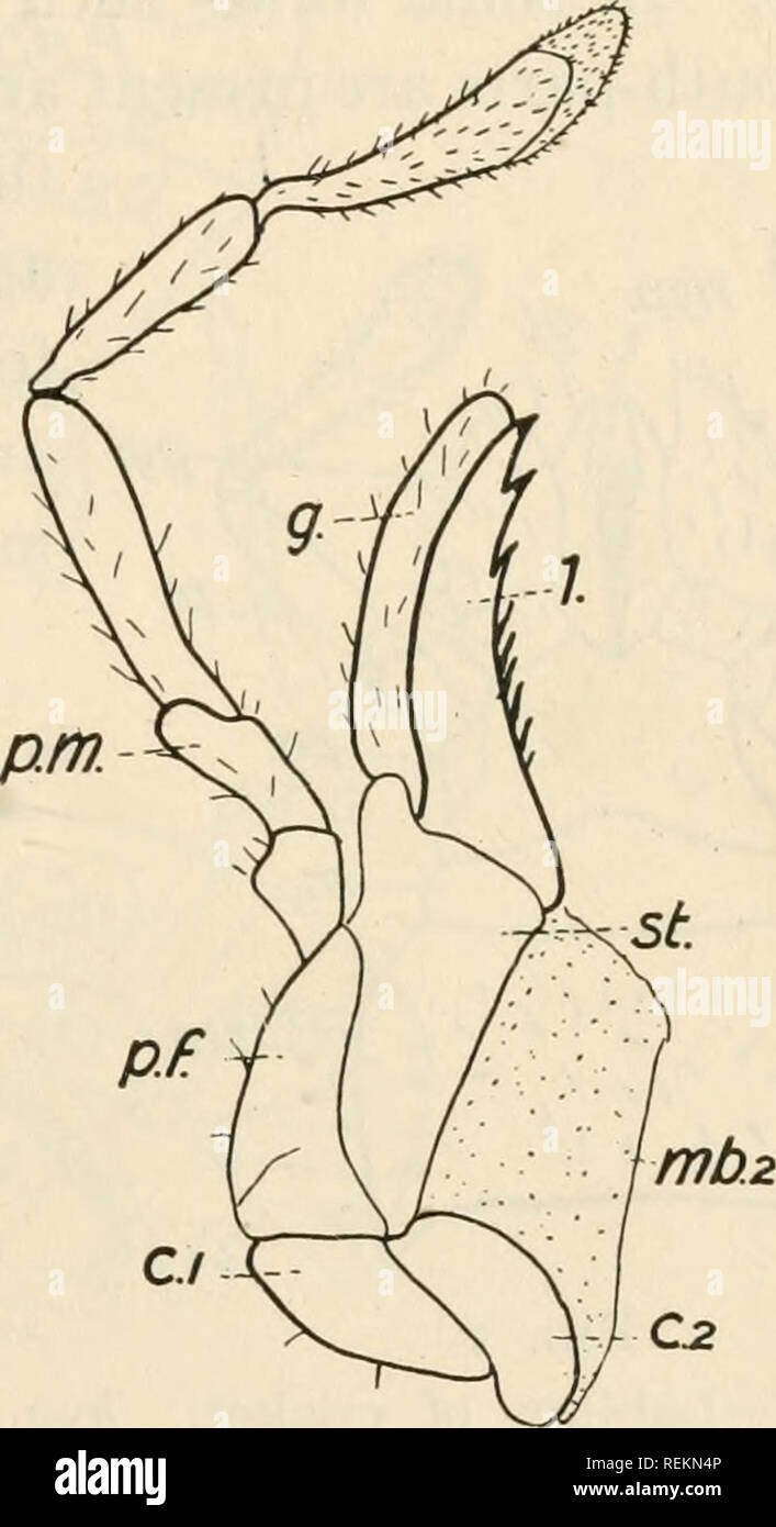 Maxillary galea hi-res stock photography and images - Alamy