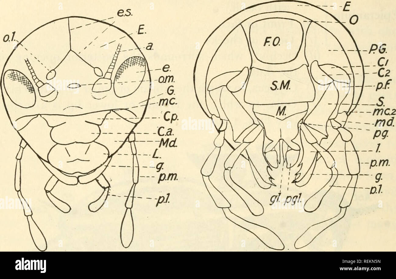 O ocellus hi-res stock photography and images - Alamy