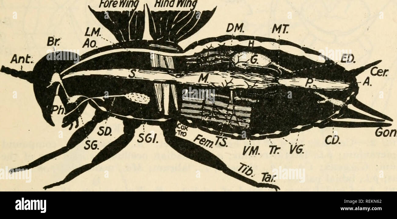 Forem High Resolution Stock Photography and Images - Alamy
