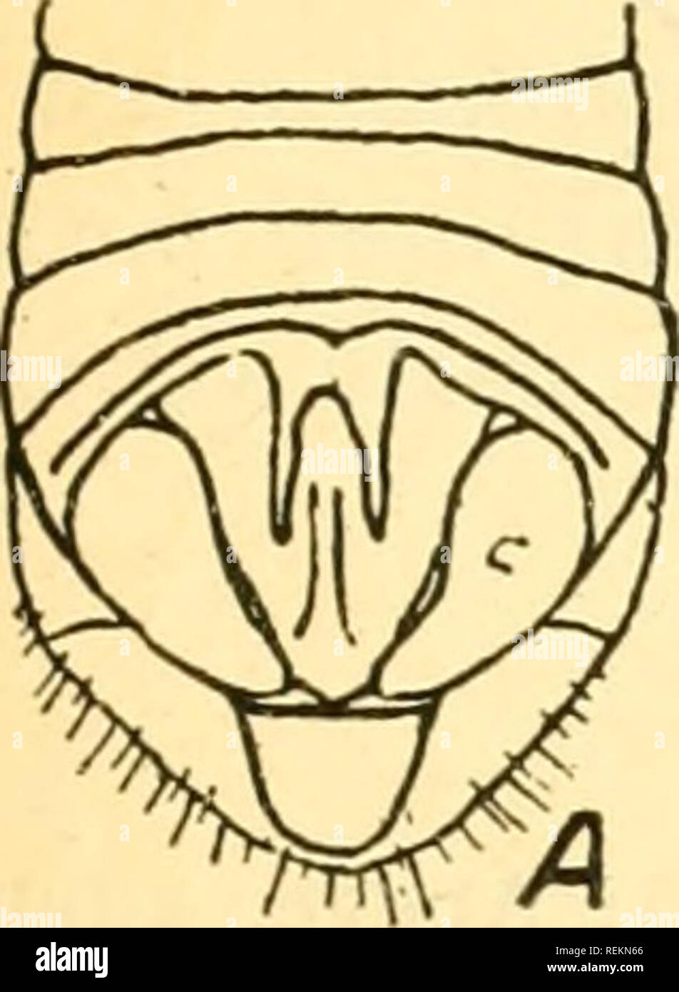 . Class book of economic entomology, with special reference to the ...