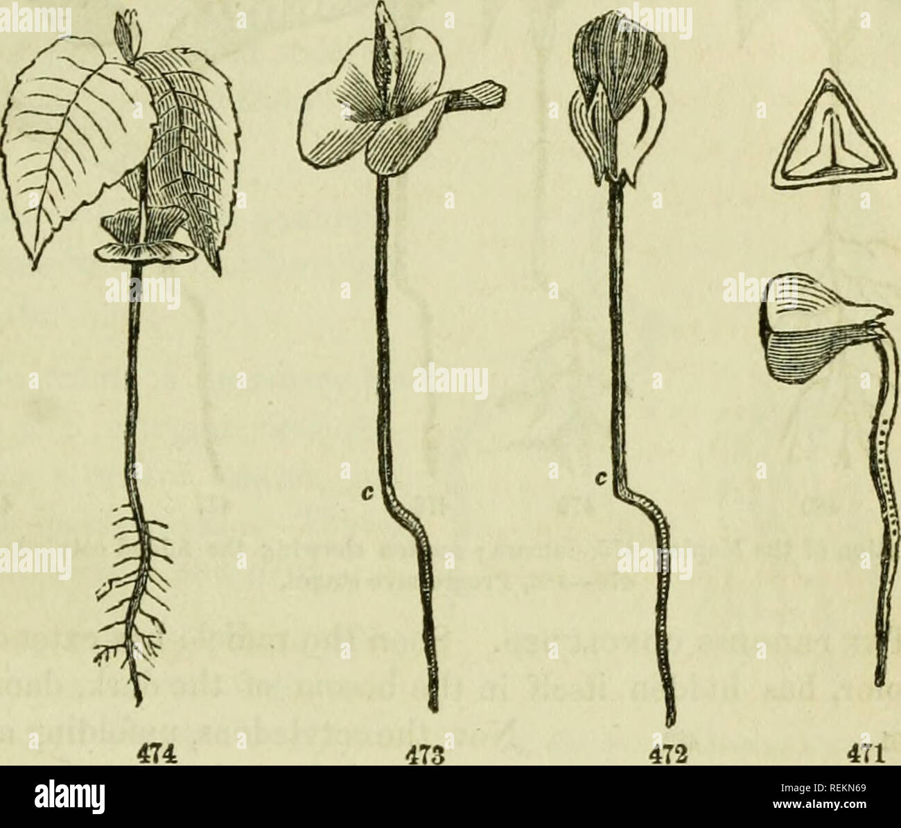 . Class-book of botany: being outlines of the structure, physiology and ...