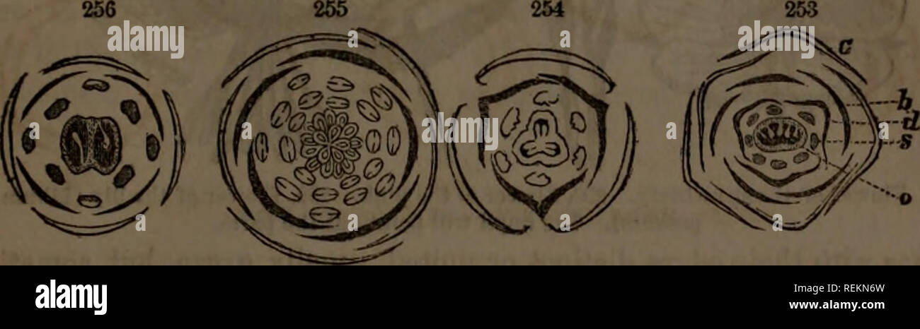 Convolute petals hi-res stock photography and images - Alamy