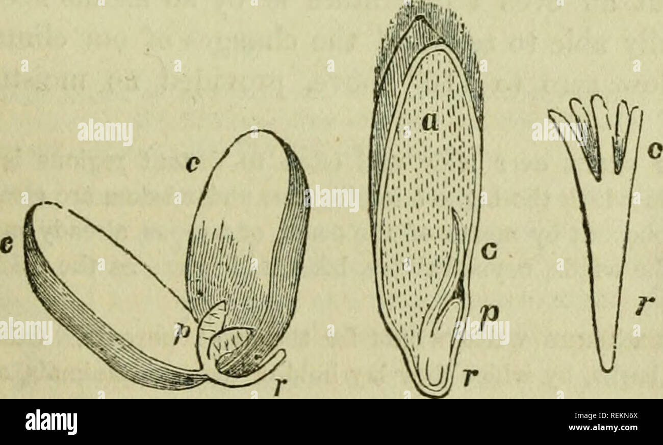. Class-book of botany: being outlines of the structure, physiology and ...