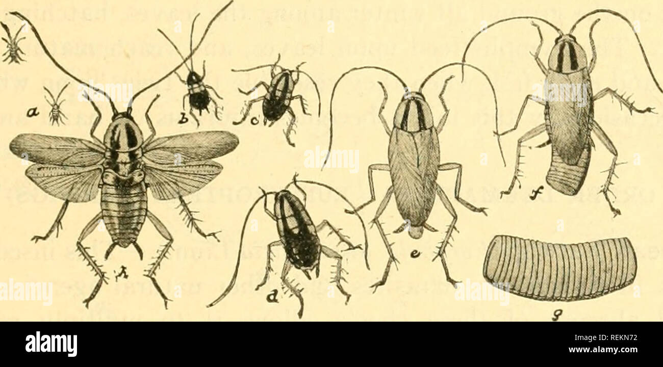 Croton bug hi-res stock photography and images - Alamy