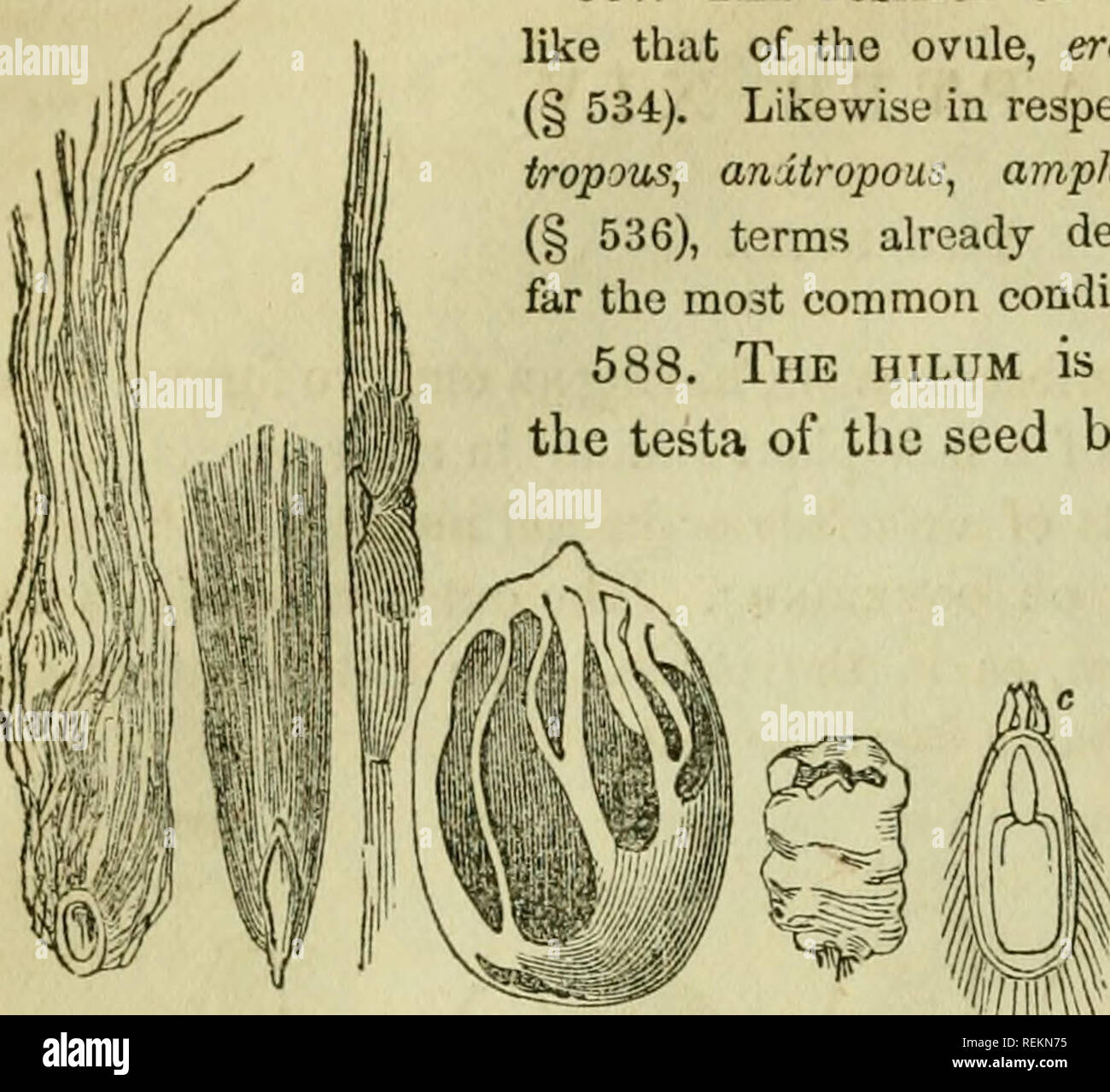 . Class-book of botany: being outlines of the structure, physiology and ...