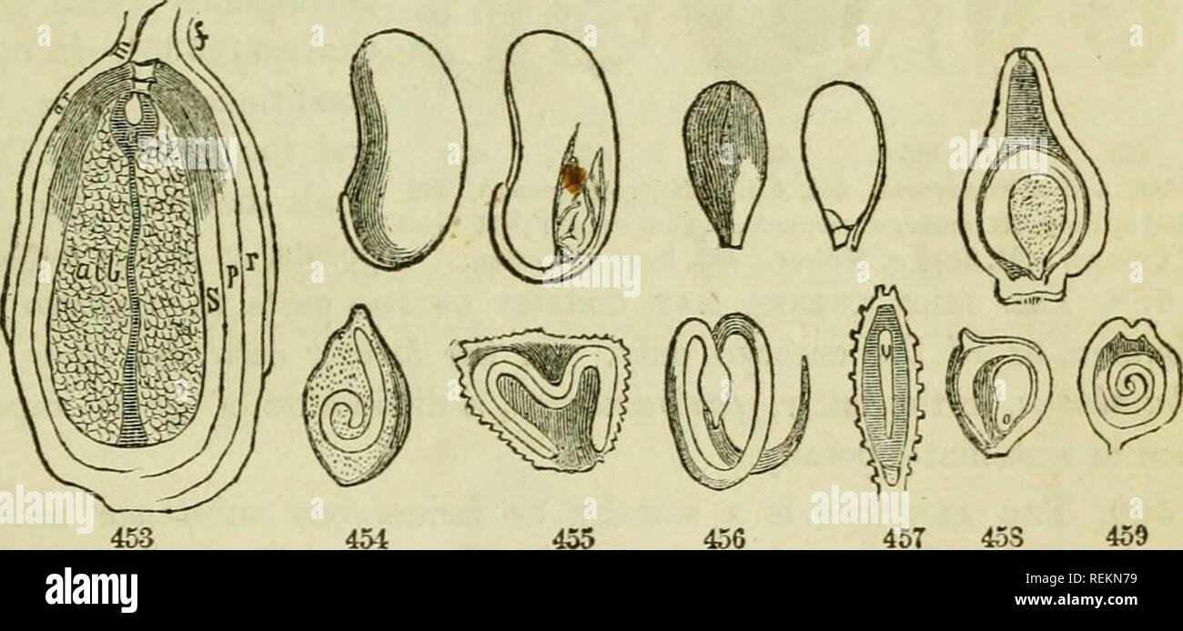 . Class-book of botany: being outlines of the structure, physiology and ...