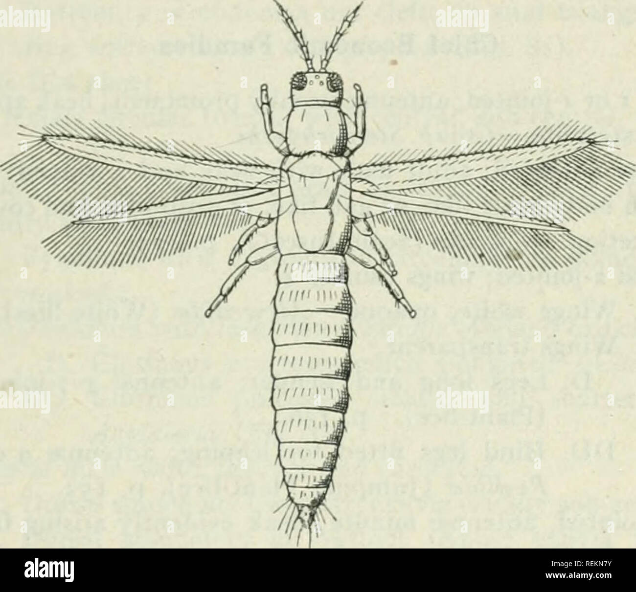 . Class book of economic entomology, with special reference to the ...
