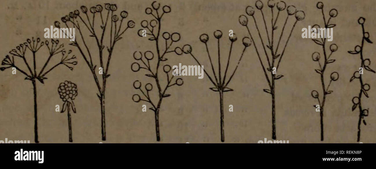 . Class-book of botany : being outlines of the structure, physiology ...