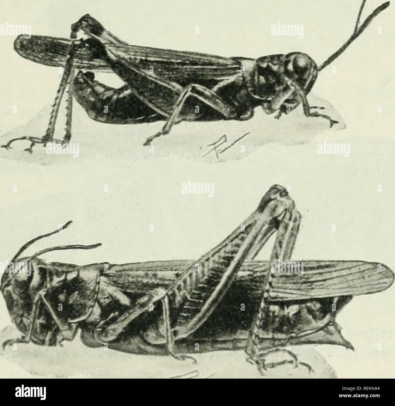 Grasshopper egg pod hi-res stock photography and images - Alamy