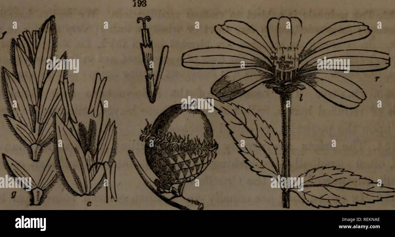 . Class-book of botany : being outlines of the structure, physiology ...