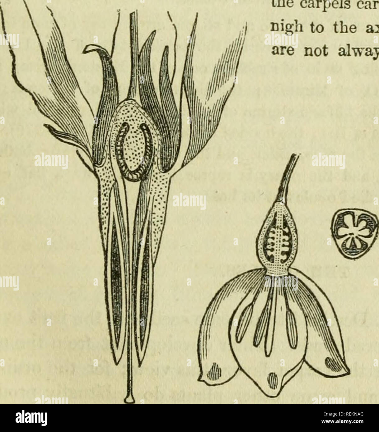 . Class-book of botany: being outlines of the structure, physiology and ...