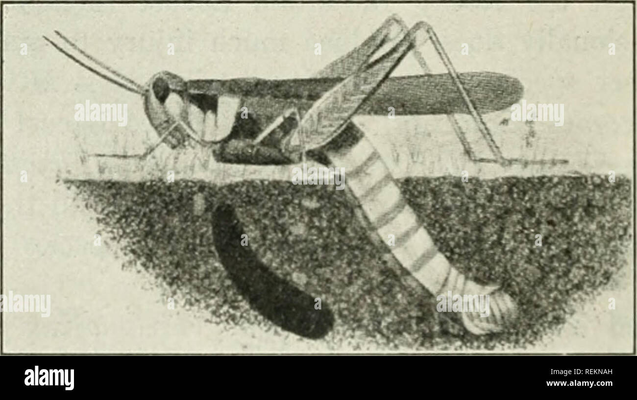 . Class book of economic entomology, with special reference to the ...