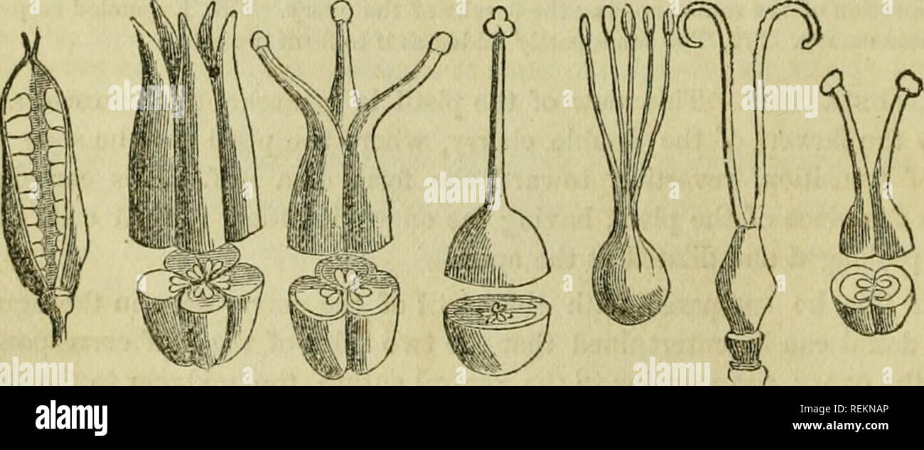 . Class-book of botany: being outlines of the structure, physiology and ...