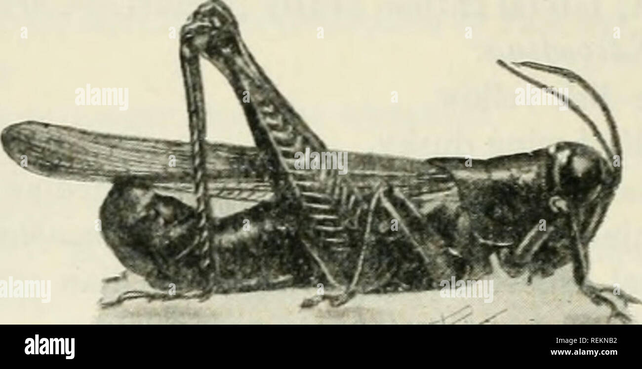 Male with cerci hi-res stock photography and images - Alamy