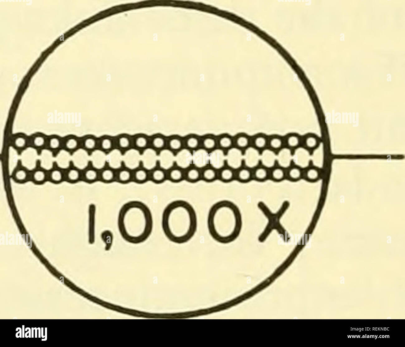 Phage derived hi-res stock photography and images - Alamy