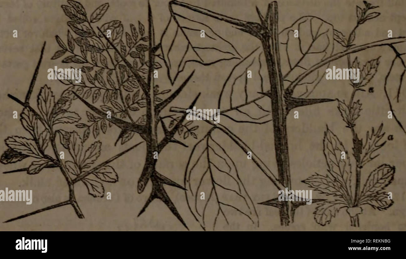 . Class-book of botany : being outlines of the structure, physiology ...