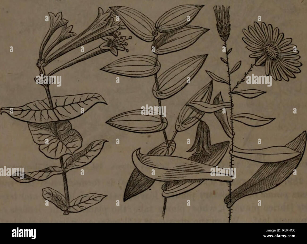 Ternate leaves hi-res stock photography and images - Alamy