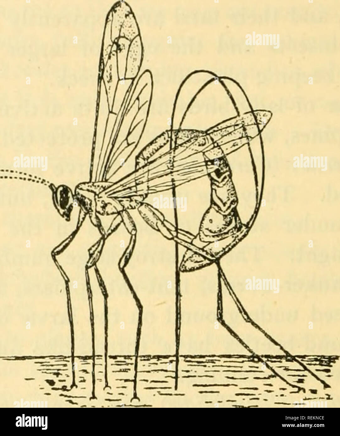 . Class book of economic entomology, with special reference to the ...