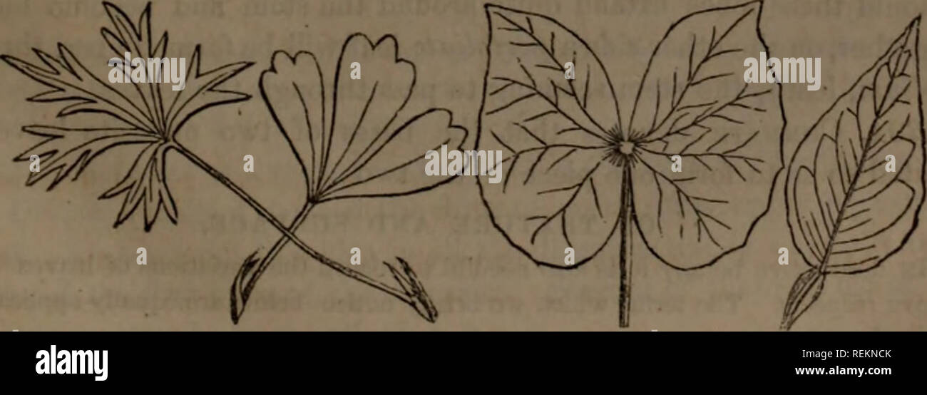. Class-book of botany : being outlines of the structure, physiology ...