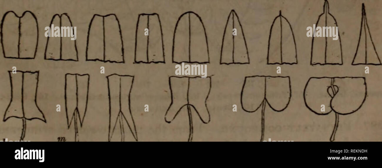 Dentate leaf margins hi-res stock photography and images - Alamy