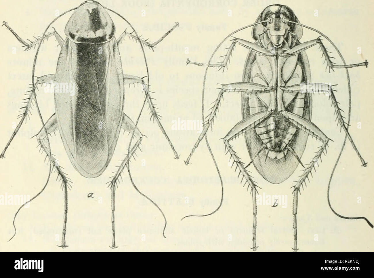 . Class book of economic entomology, with special reference to the ...