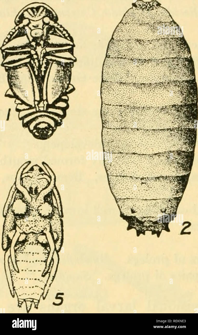Holometabolic insects hi-res stock photography and images - Alamy